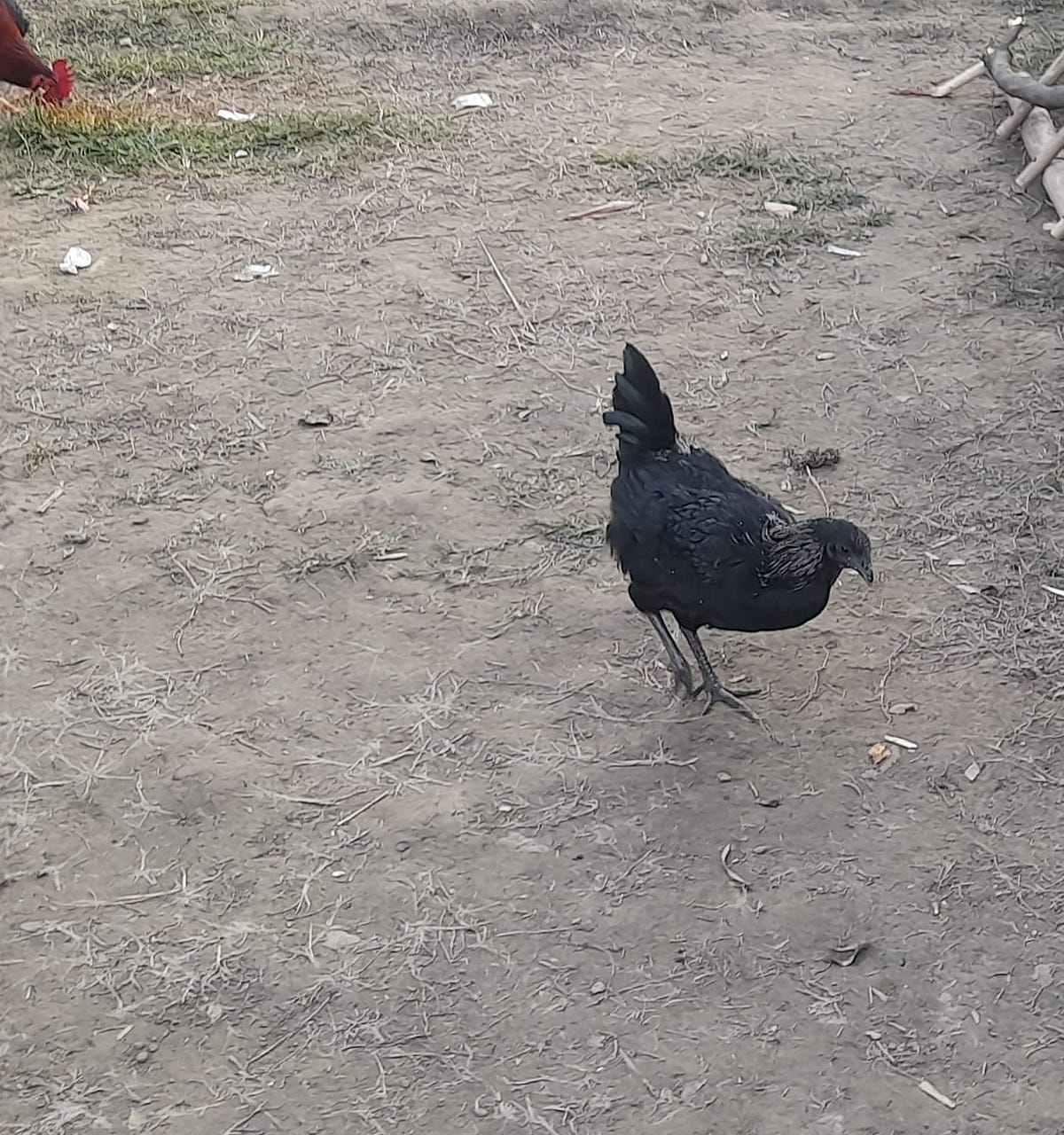 Chicken home delivery https://www.rawhalalchicken.com - Rawhalalchicken ...