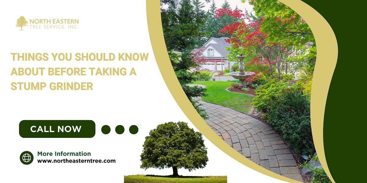 Things You Should Know About Before Taking a Stump Grinder | by North Eastern Tree Service | Medium