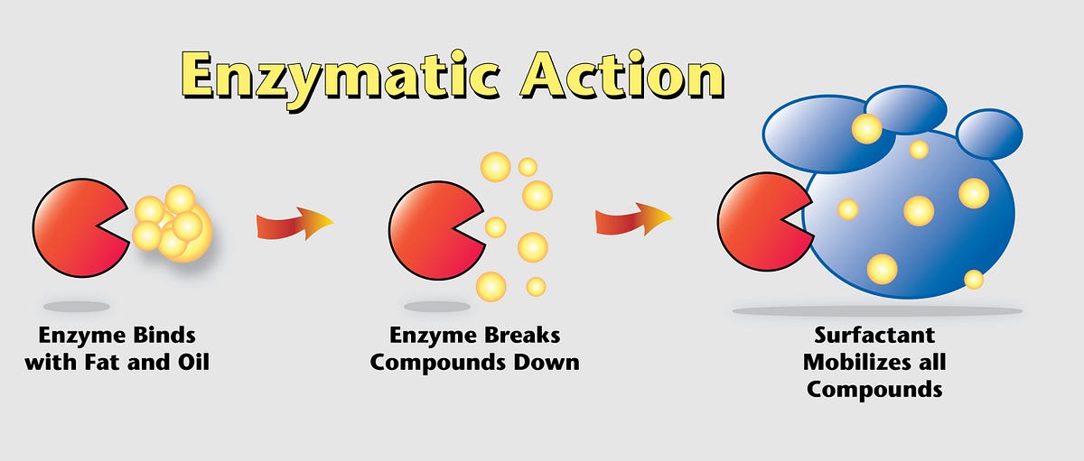 The Power of Enzymes: Nature’s Catalysts for Life and Industry | by ...