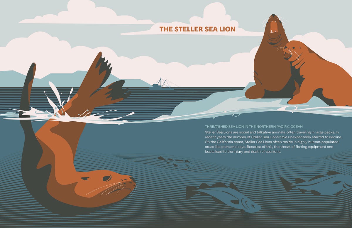 Animal Project: The Steller Sea Lion | by Sophie Heap | Medium