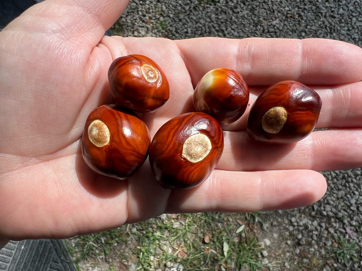 The Buckeyes Are Falling!. A poem about our morning at the… | by Julia ...