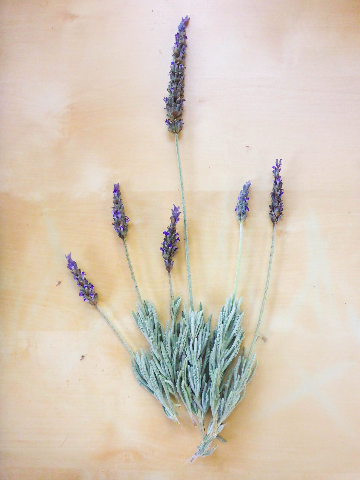 Plant Exposé- Lavender. Family- Lamiaceae | by A Day Made Better | Medium