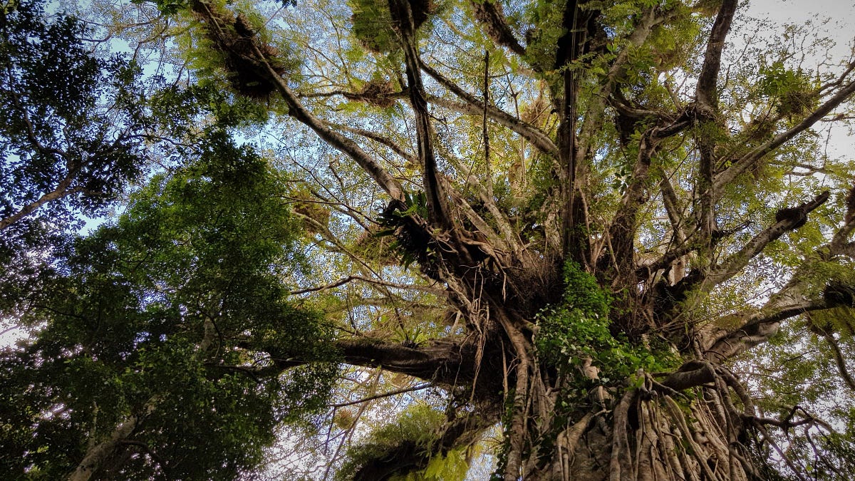 Death of a Forest Giant. When a tree falls, it is only the… | by ...