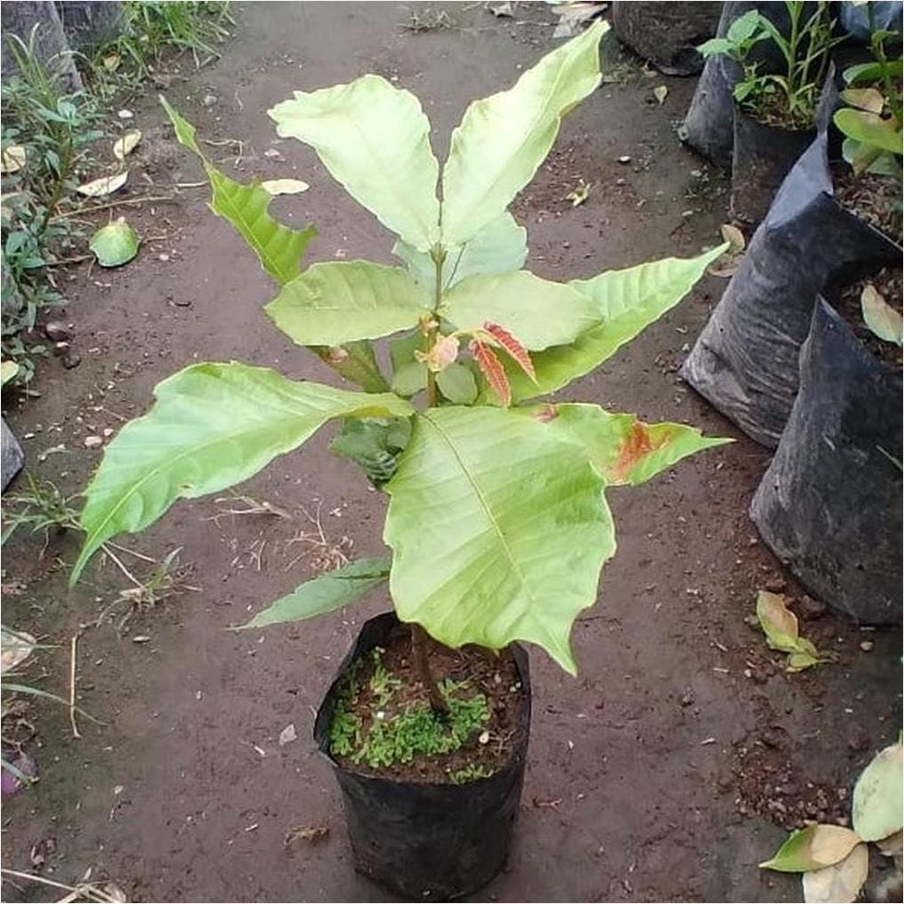 Ready Bibit Matoa Pohon Buah 8 Kuningan Terbaik | by Damarplantys | Medium