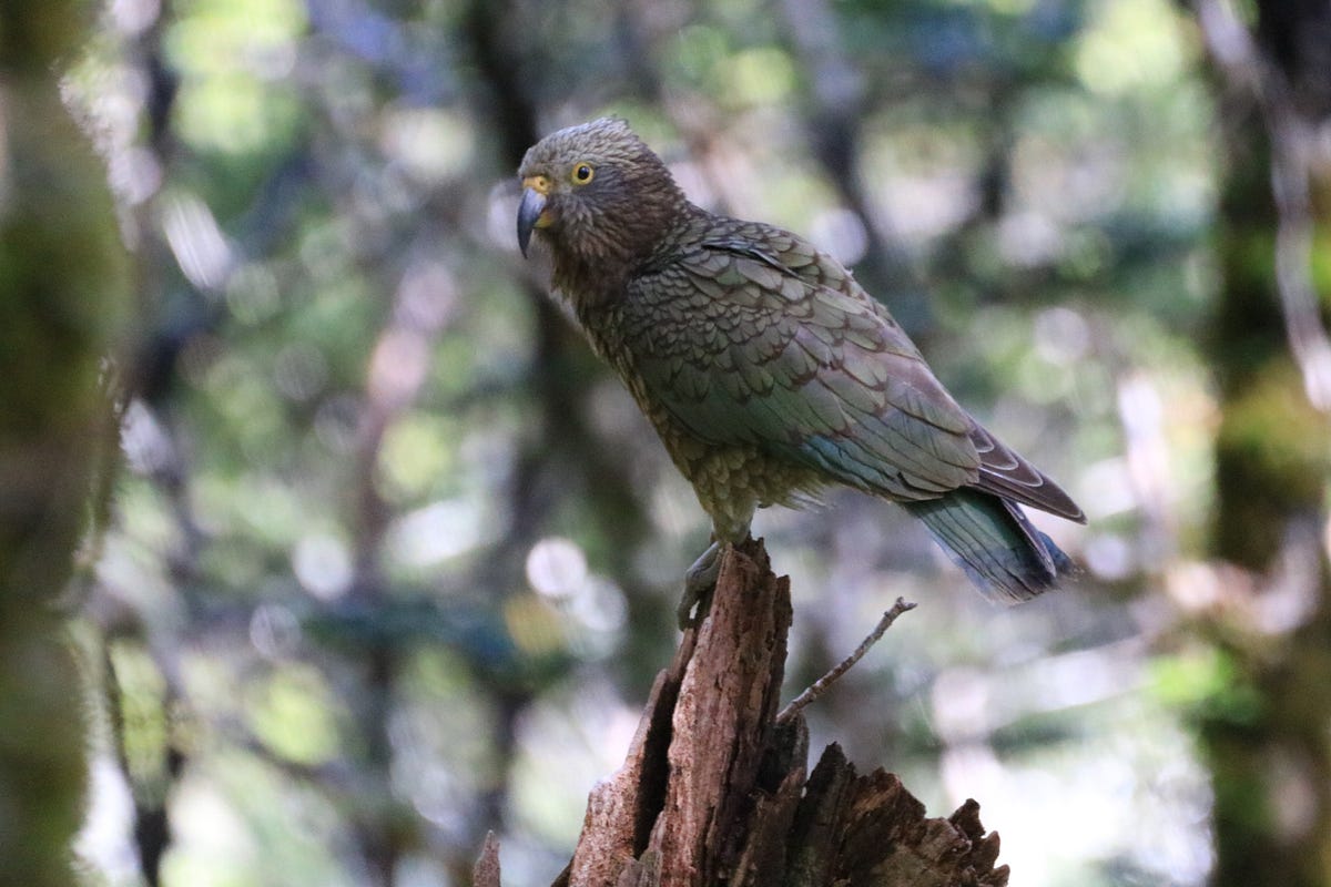 A Cheeky Bird Home to the Southern Alps | by Anne Bonfert | Simply Wild ...