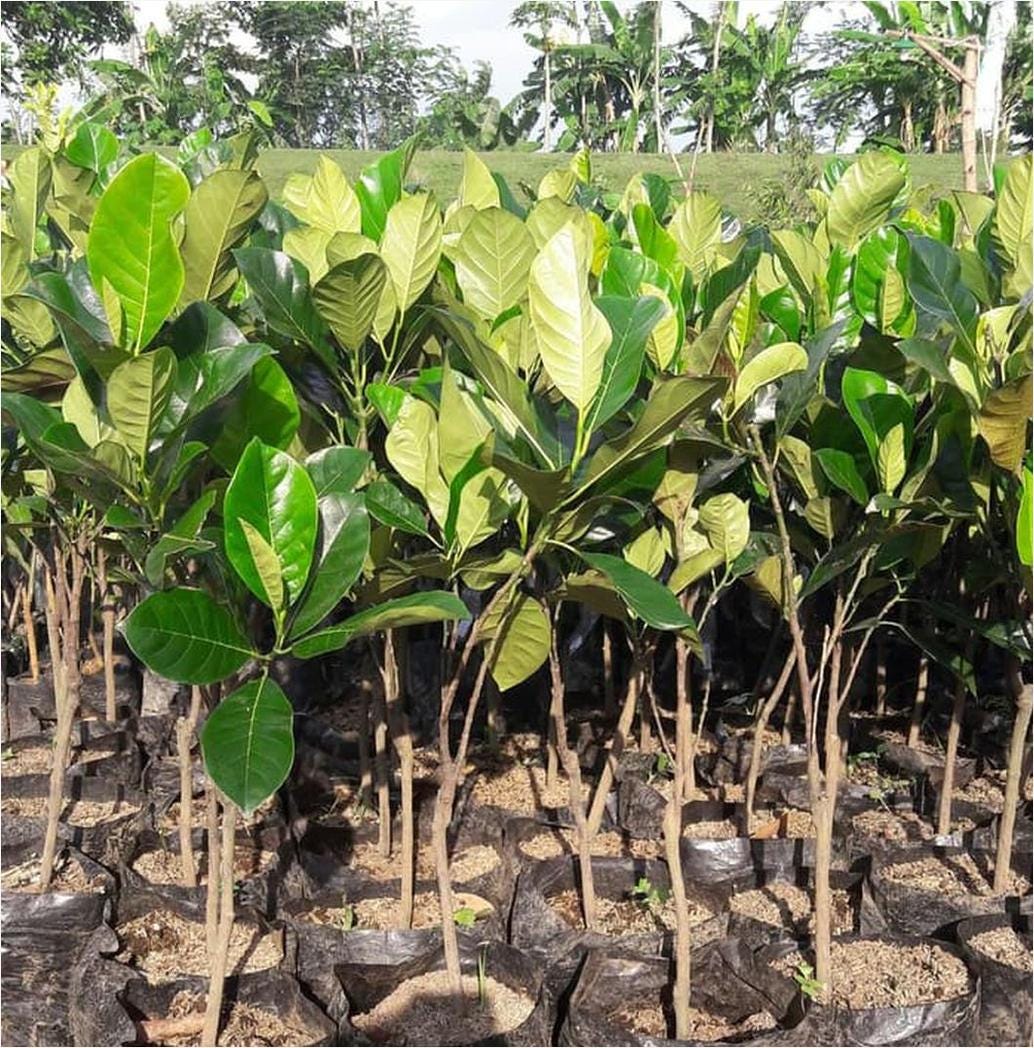 Bibit Cempedak Merah Diskon Buah King Berkwalitas Karawang Terbaik | by ...