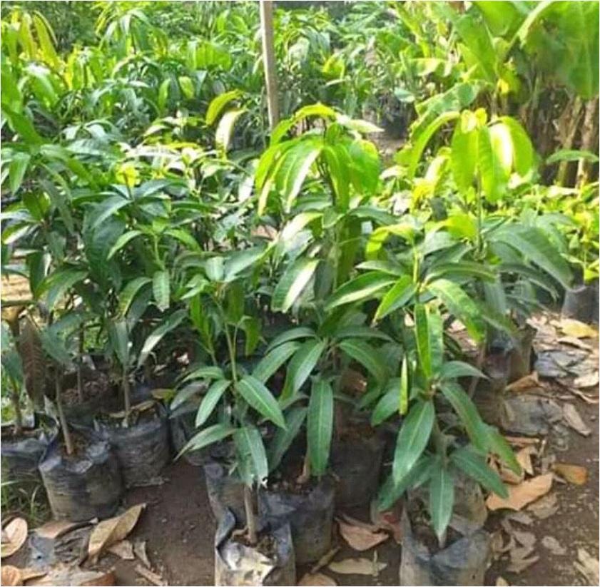 Bibit Mangga Kiojay Super Lamongan | by Marlino Kemuning | Medium