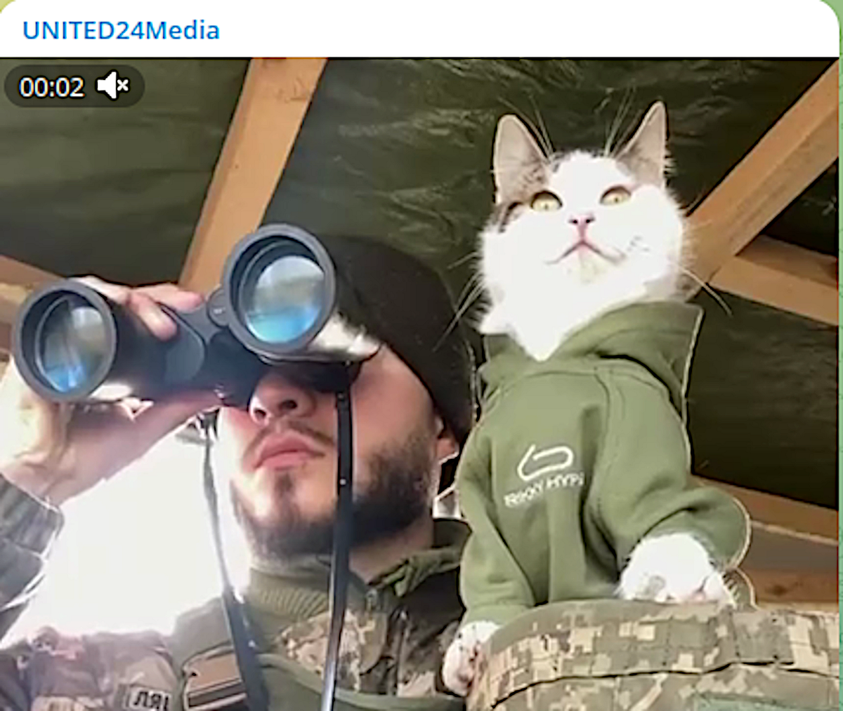 Ukraine: Cats at War on Social Media | The Dock on the Bay