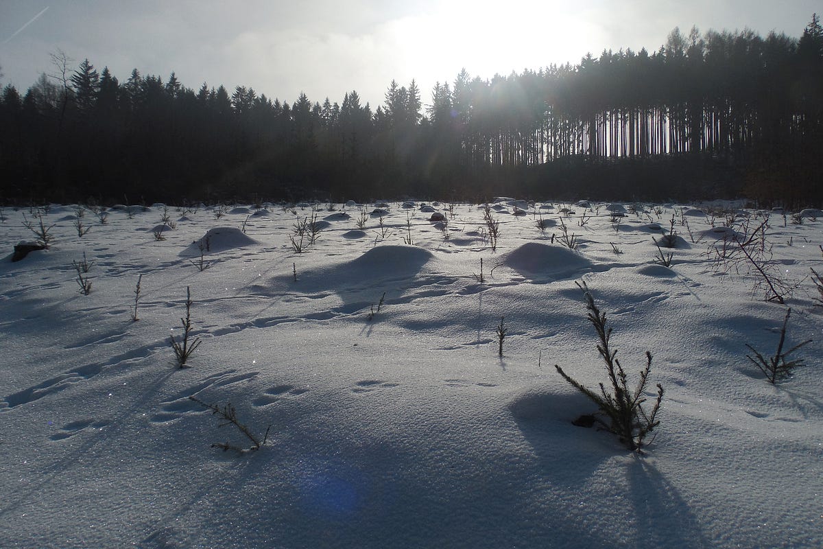 Winter release poem. Winter releasing grip, | by MichelJansen | Medium