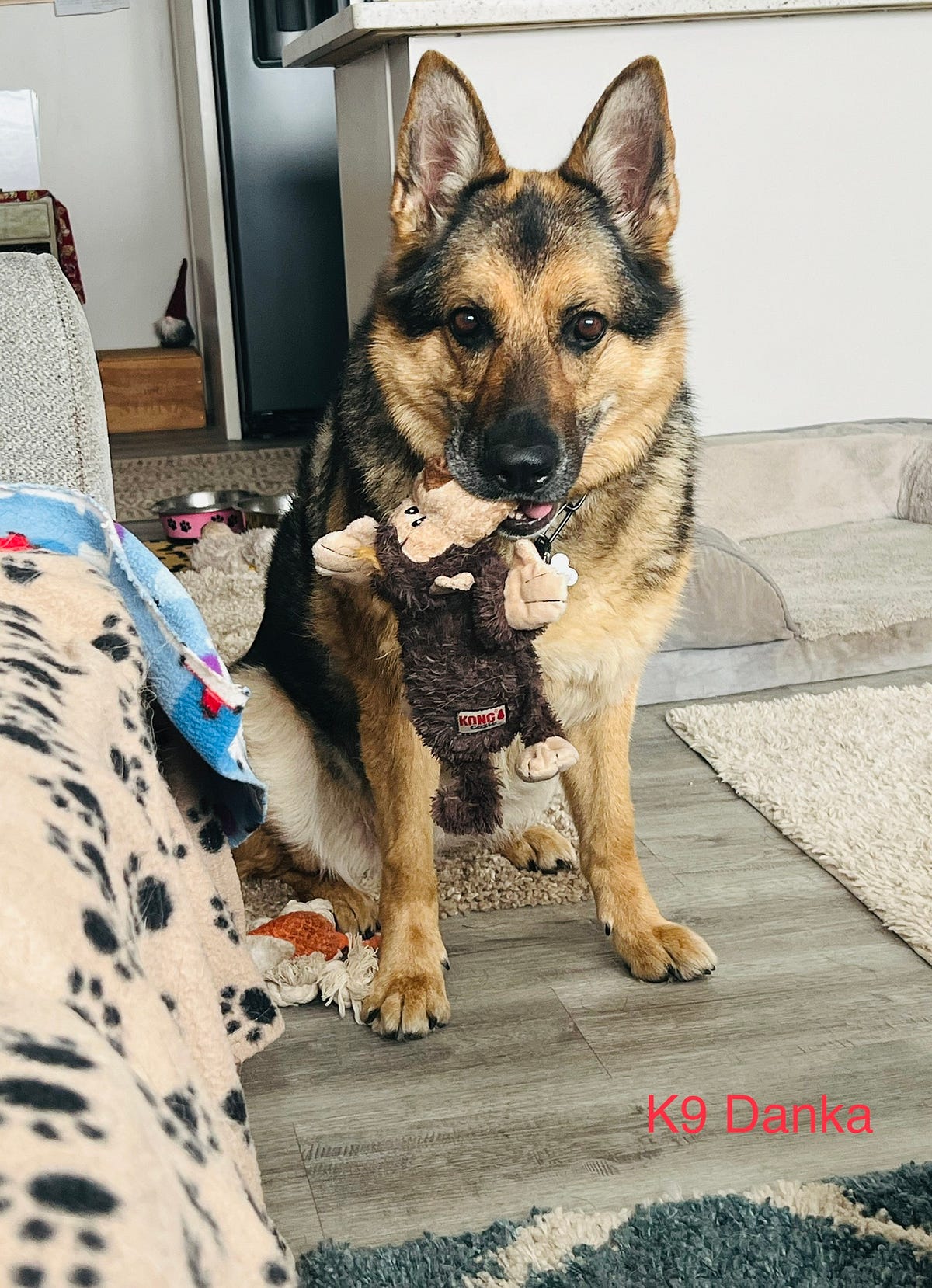 Introducing K9 Danka and K9 Kona - K9 Danka - Medium