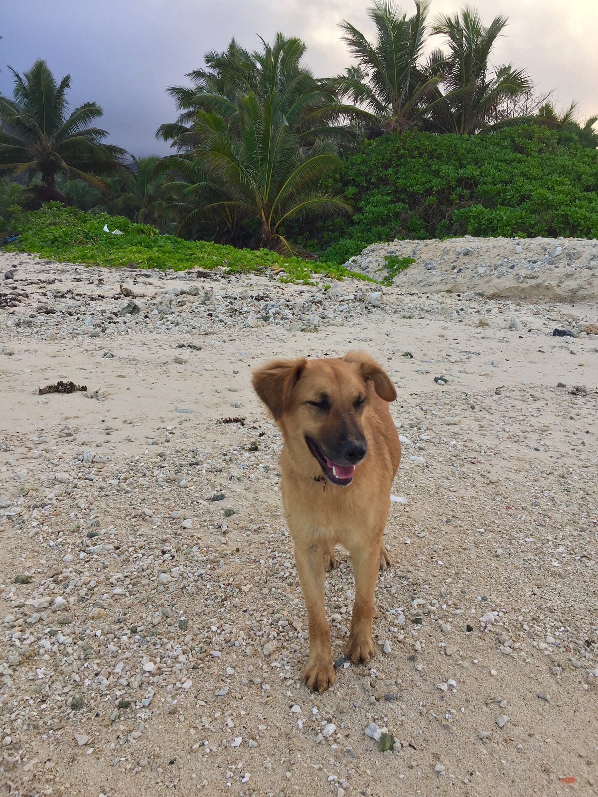 Animals of Raro. Lucky dog is an understatement when it… | by Natalie ...