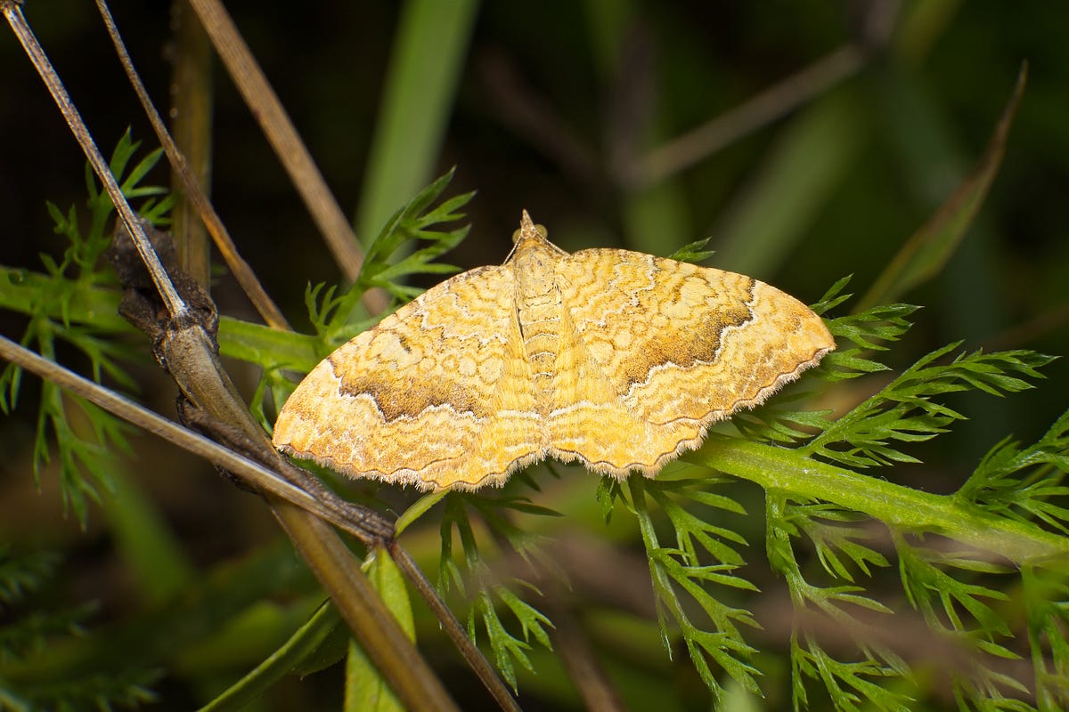 Photographing Insects: Understanding Insects | by Mark Overmars | Medium
