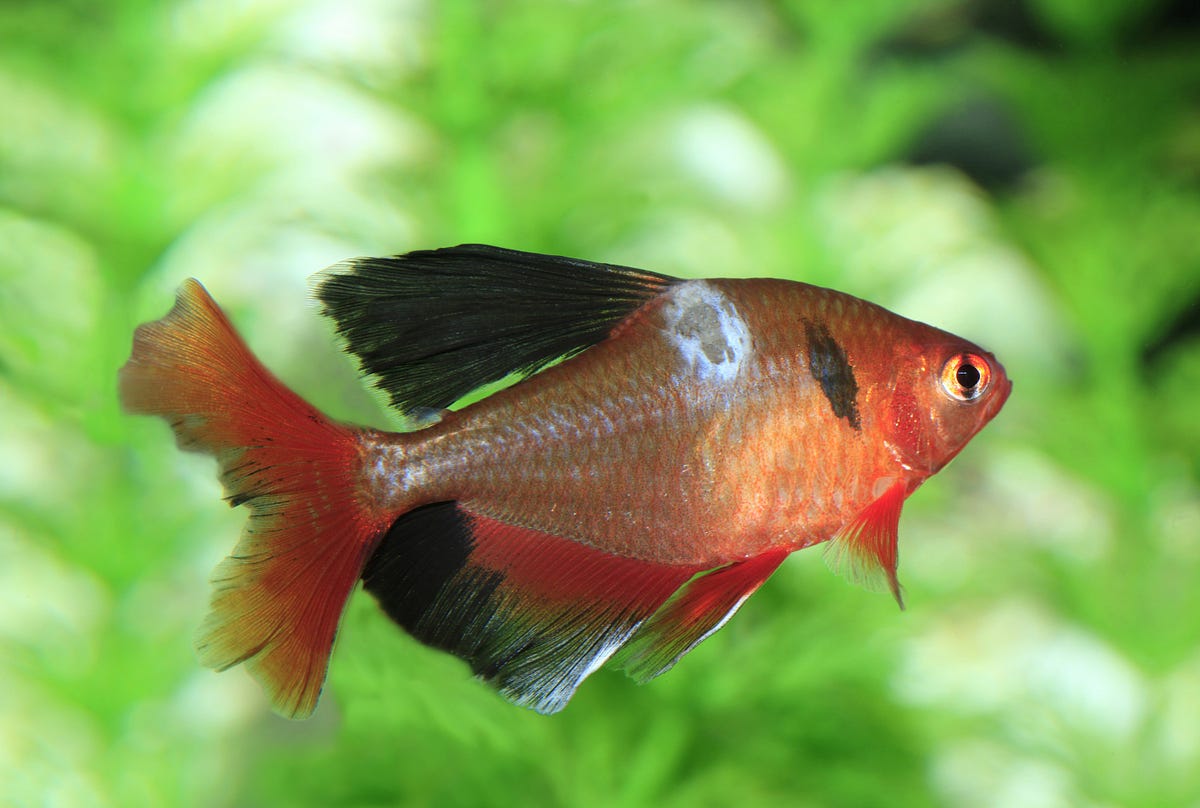 Using Aquarium Salt: Treat Diseases, Wounds and Nitrite Poisoning | by ...