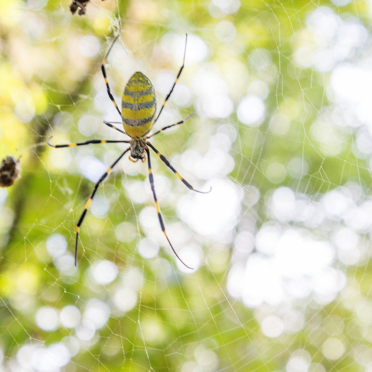 THE INVSIVE SPIDERS TOOK OVER GEORGIA ARE THEY READY TO TAKE OVER U.S ...