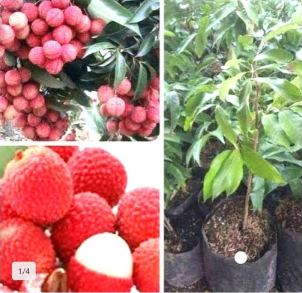 Bibit Leci Kuning Tanaman Pohon Buah Merah Manis Asam Segar Es Jepara ...