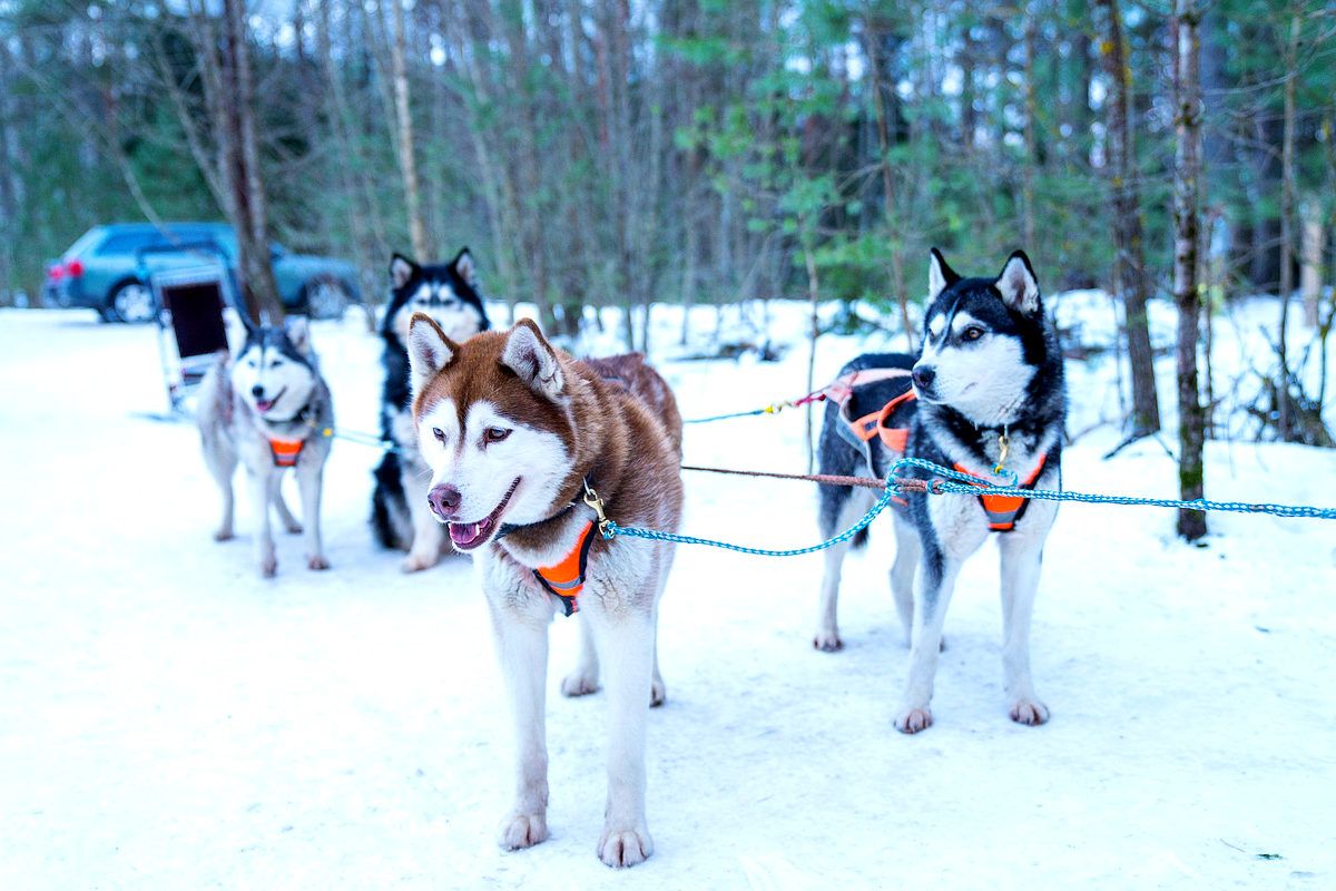 Temperament and character of the Siberian Husky | Thehuskydog | by ...