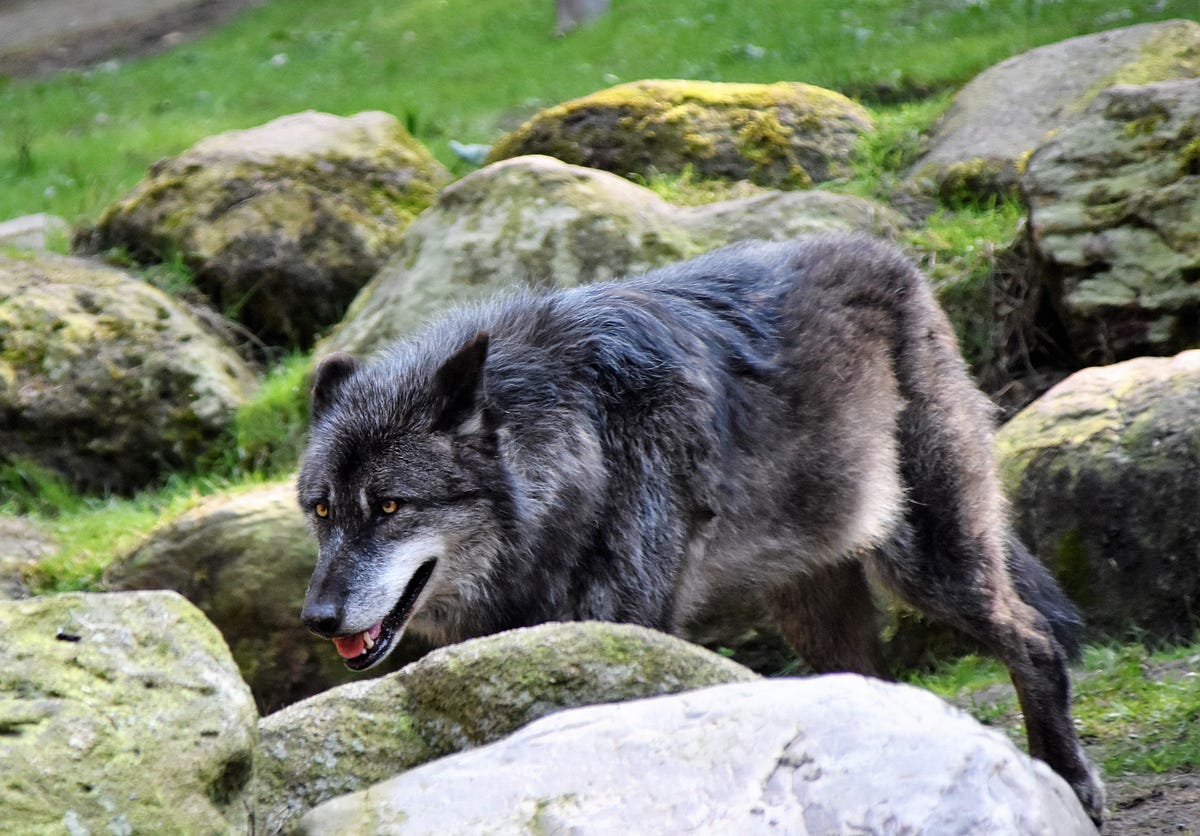 The Conversion of Lonnie Wolfe. “Where am I? Lonnie sat up. “What am I ...