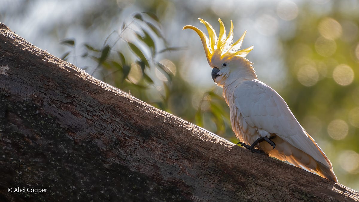 My Best Bird Photographs — Aussie Animal Edition | by Alex Cooper | The ...