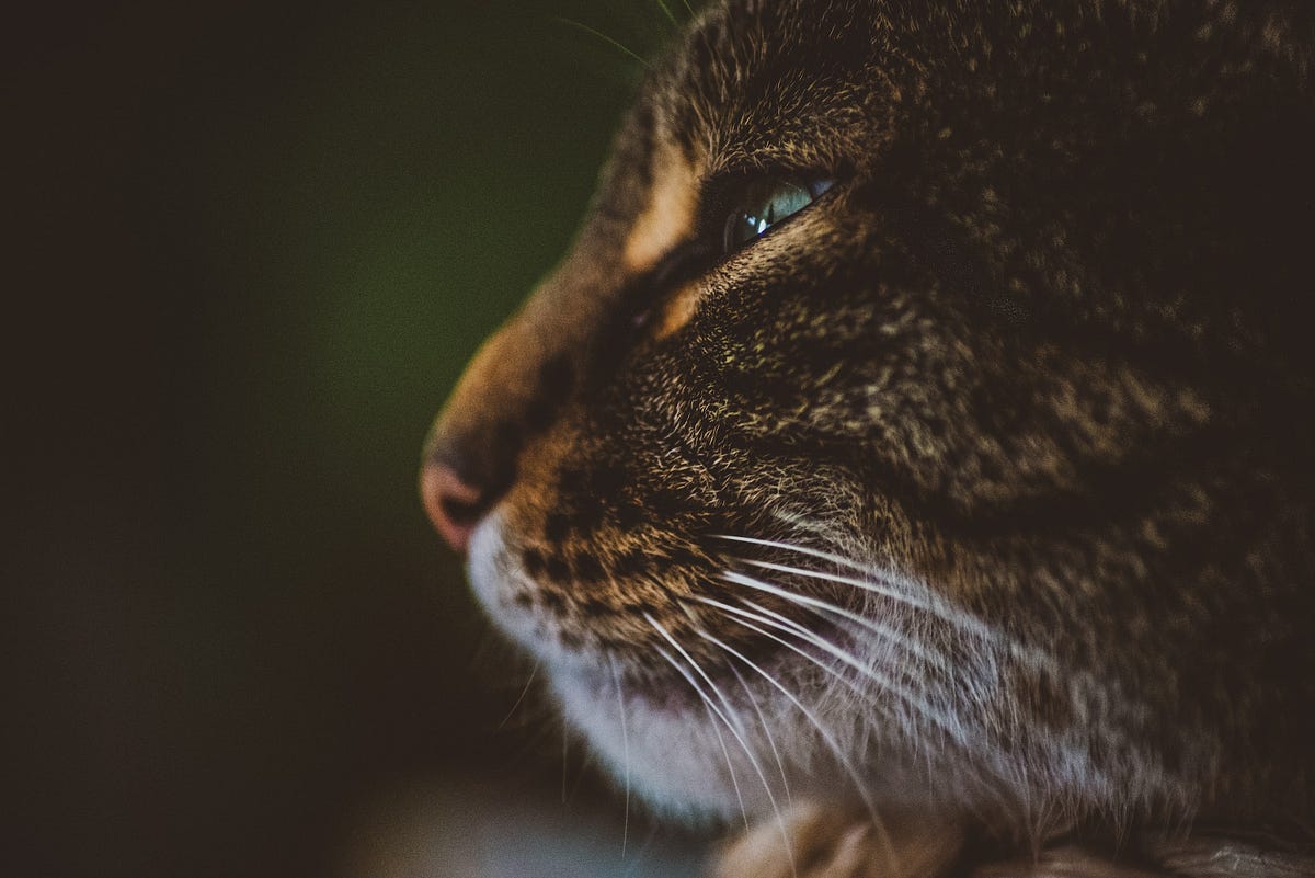 Step By Step Guide To Creating Restful Apis With Nestjs By Weerayut Teja Level Up Coding