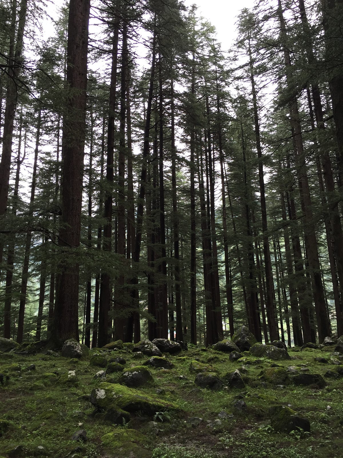 Day 47: Trees of Manali. I’m tall and I’m wise. | by Zubin Sharma | Medium