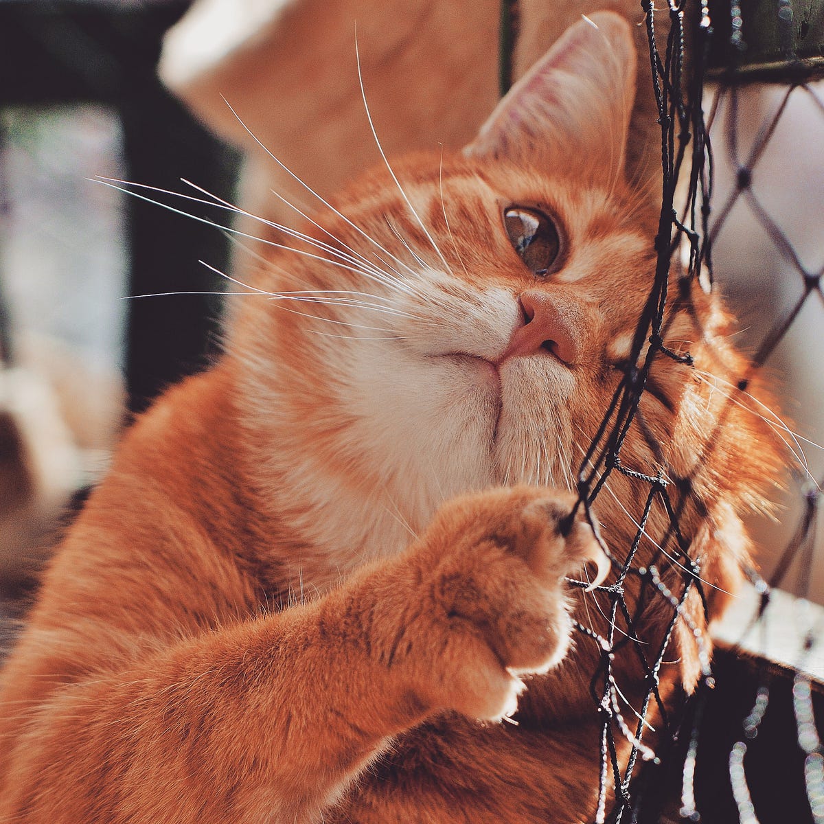 Cat PFPs - Letamazon - Medium