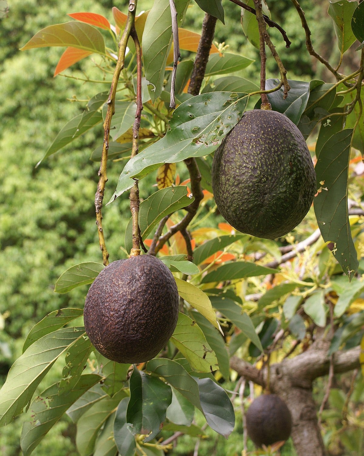 Arif Imran foodstuff requires fresh avocados from Kenya and Mexico - Arif Imran Foodstuff ...