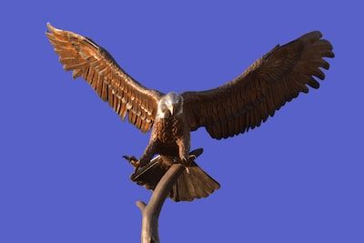 3 Powerful Life Lessons From Eagles | by Belinda Takyi | The Reflection Hub | Medium