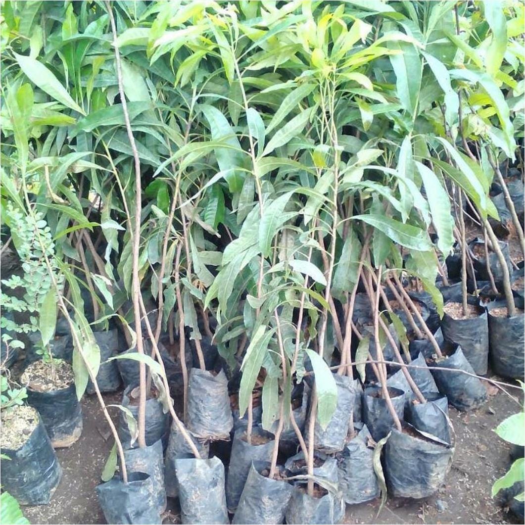 Pohon Gandaria-Bibit Gandaria Jatake Langka Kota Banjar Terlengkap | by ...