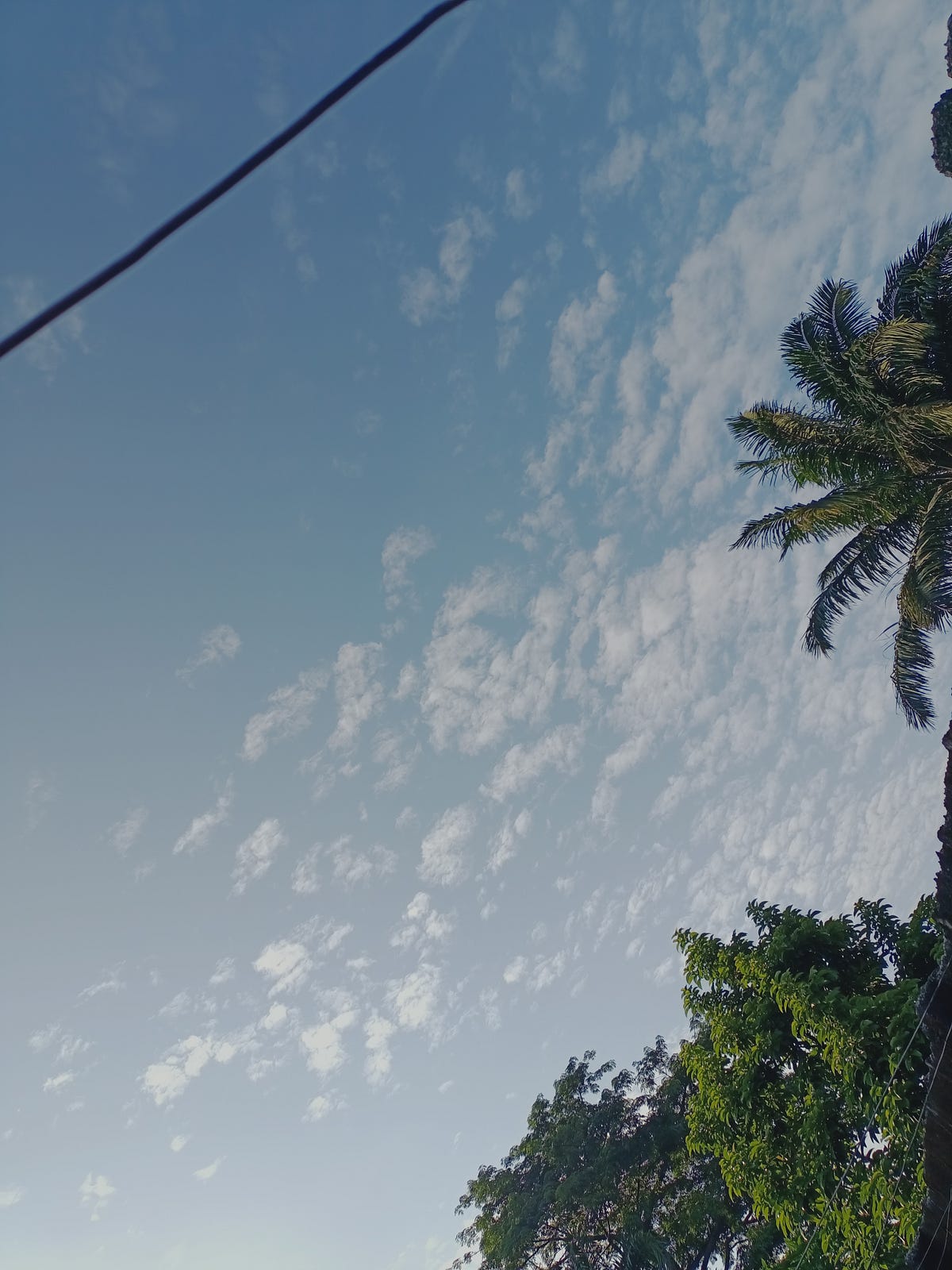 Thoughts on Trees. A picture of some tree tops I took... | by E. | Jul ...