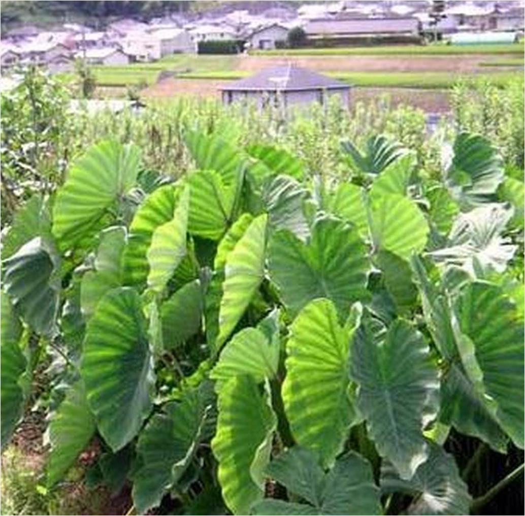 Bibit Talas Jepang Langsung Order Saja Tanaman Pohon Umbi Satoimo Bogor ...