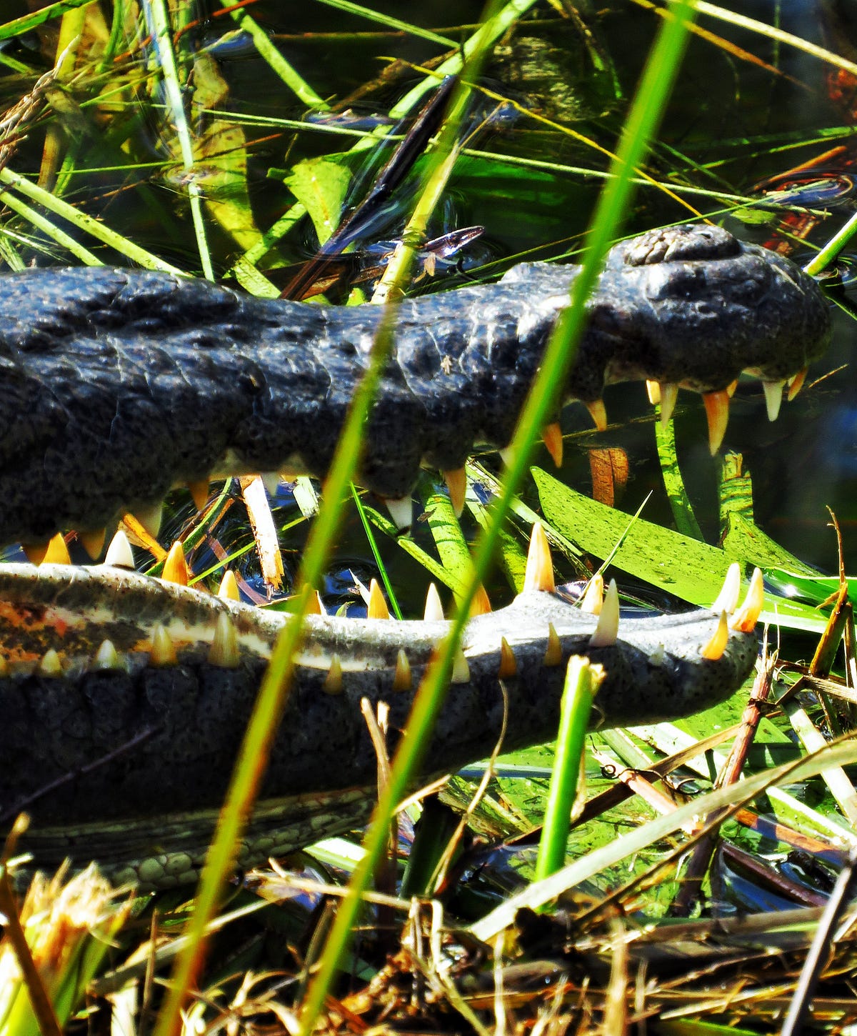 Telltale Differences of Crocs and Gators | SNAPSHOTS