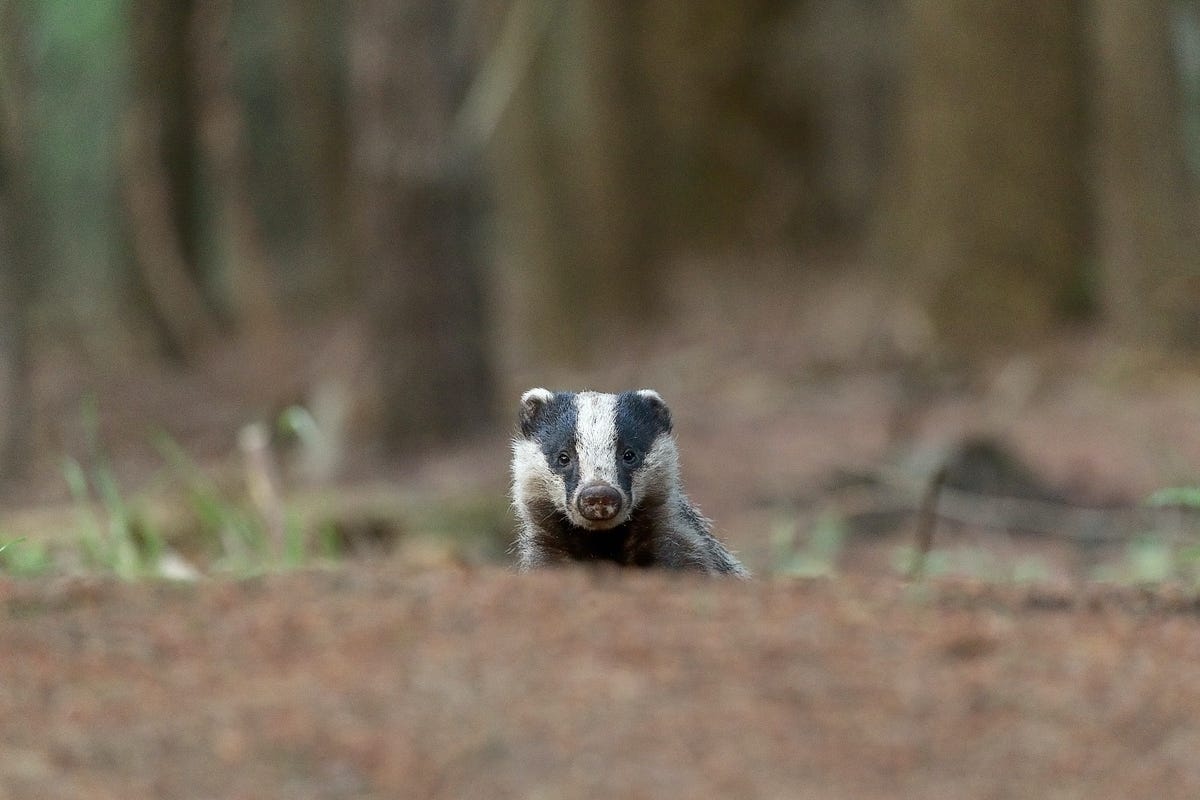Badgers. Teaching humans a lesson about… | by KNicoleWrites ...