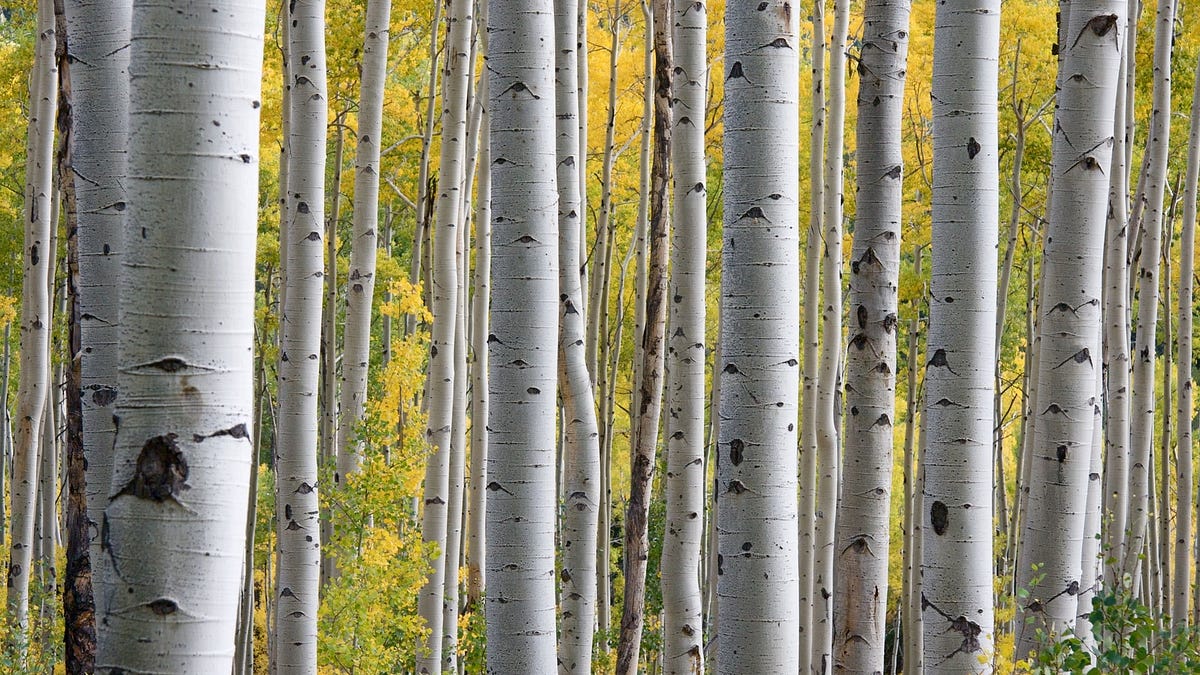 3 Tree-based learners you should try for non-linear data | by Rukshan ...