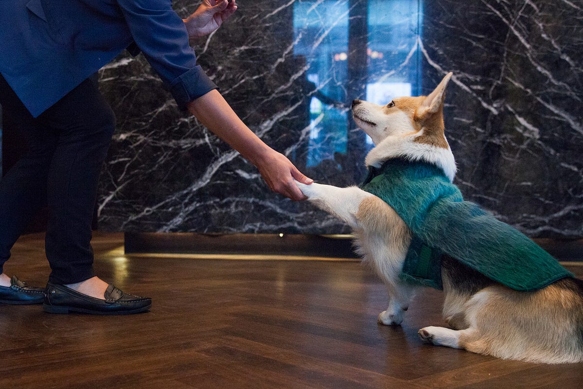 How to be a dog-friendly hotel. Being a dog-friendly hotel is more than ...