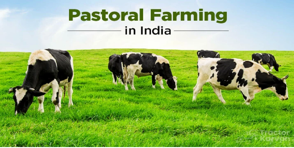 What is the Pastoral Farming in India | by Shreya Sri | Jul, 2023 | Medium