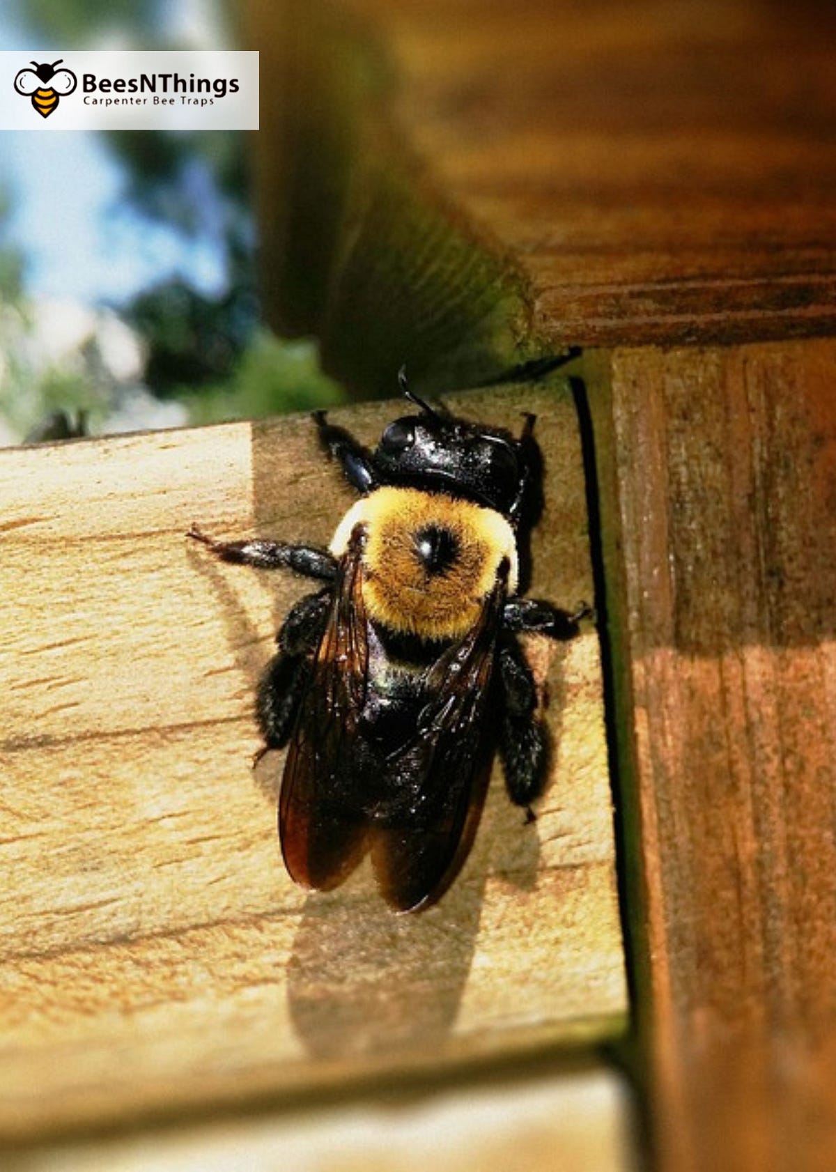Prevent Carpenter Bee Infestation: Tips to Keep Your Home Bee-Free ...