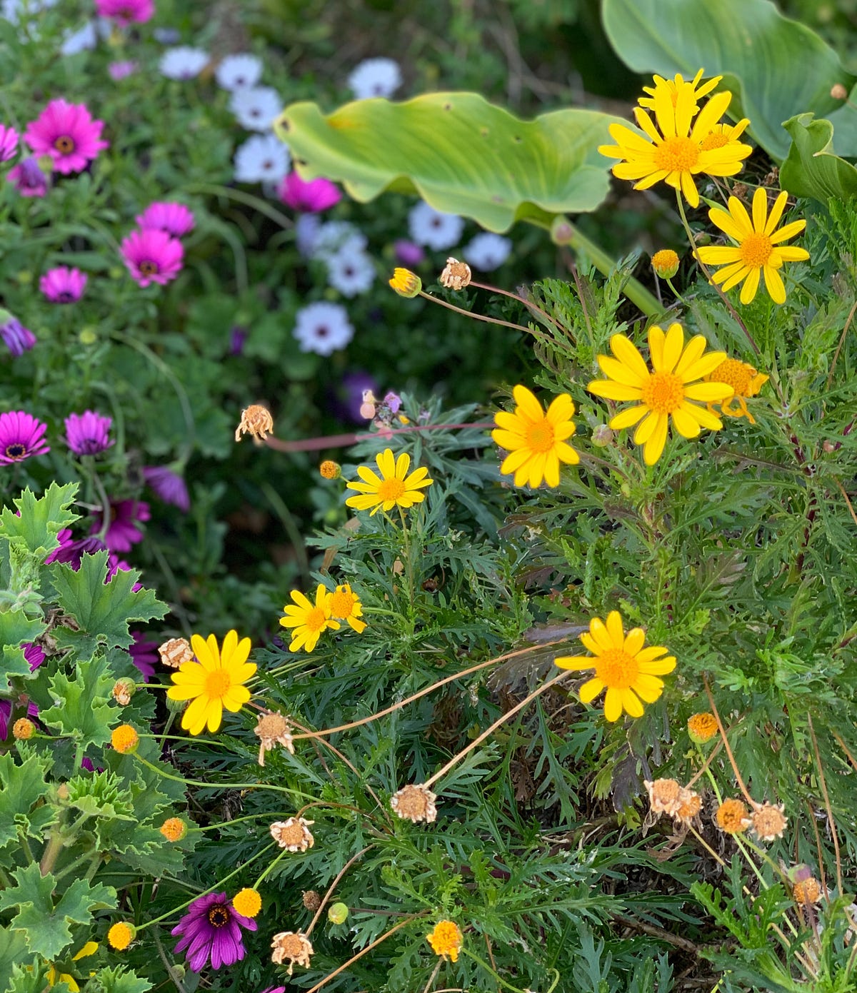 What Color is a Flower?. My curiosity about nature | by Mark Tulin ...