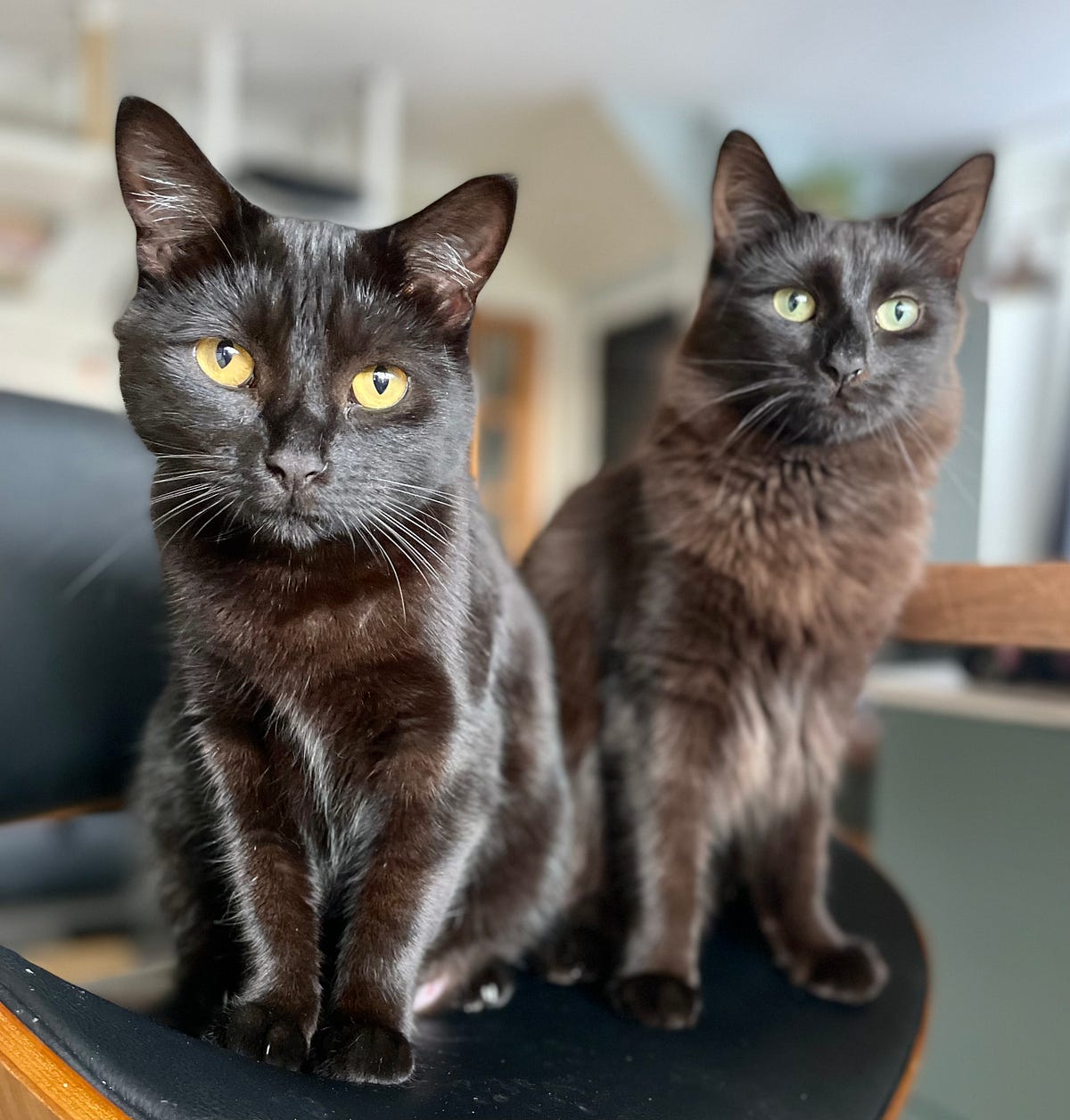 Nine Lessons (Not Nine Lives): Why Cats Might Be the Final Stage of ...
