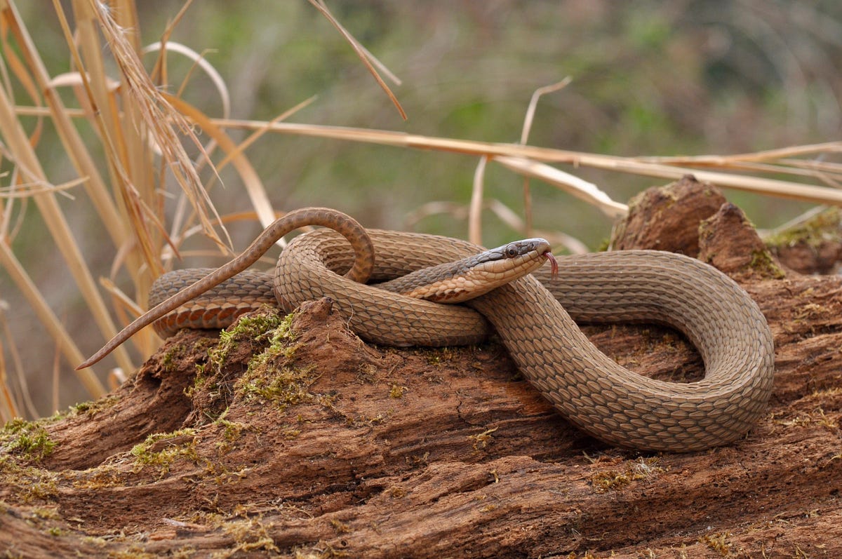 Snake Safety During Natural Disasters | by Micha Petty | The Natural ...