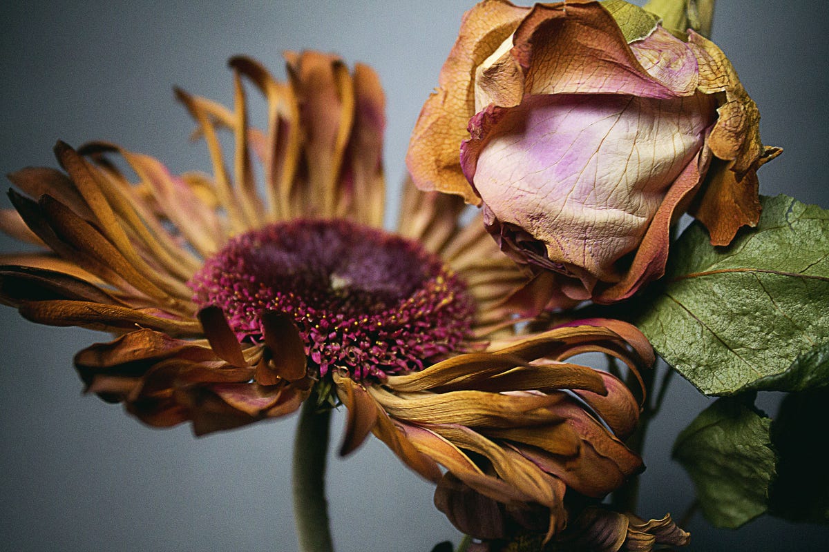 Death As Humans. How do we see death as humans these… | by Marié Sosa ...