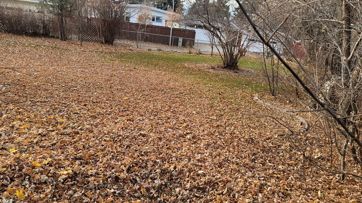 Spring leaf clean up Edmonton | Seasons360 | by James John | Medium