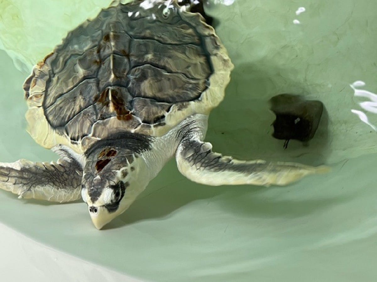 Endangered Sea Turtle Stranded in Wales Returning to Texas for Release ...