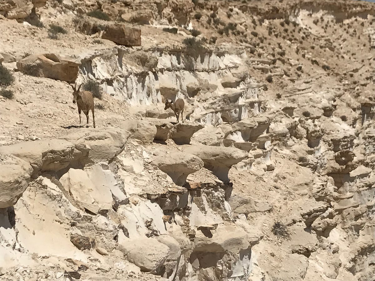 What the Letter ‘N’ Stands For. The ‘N’ in my name stand for ‘Negev ...