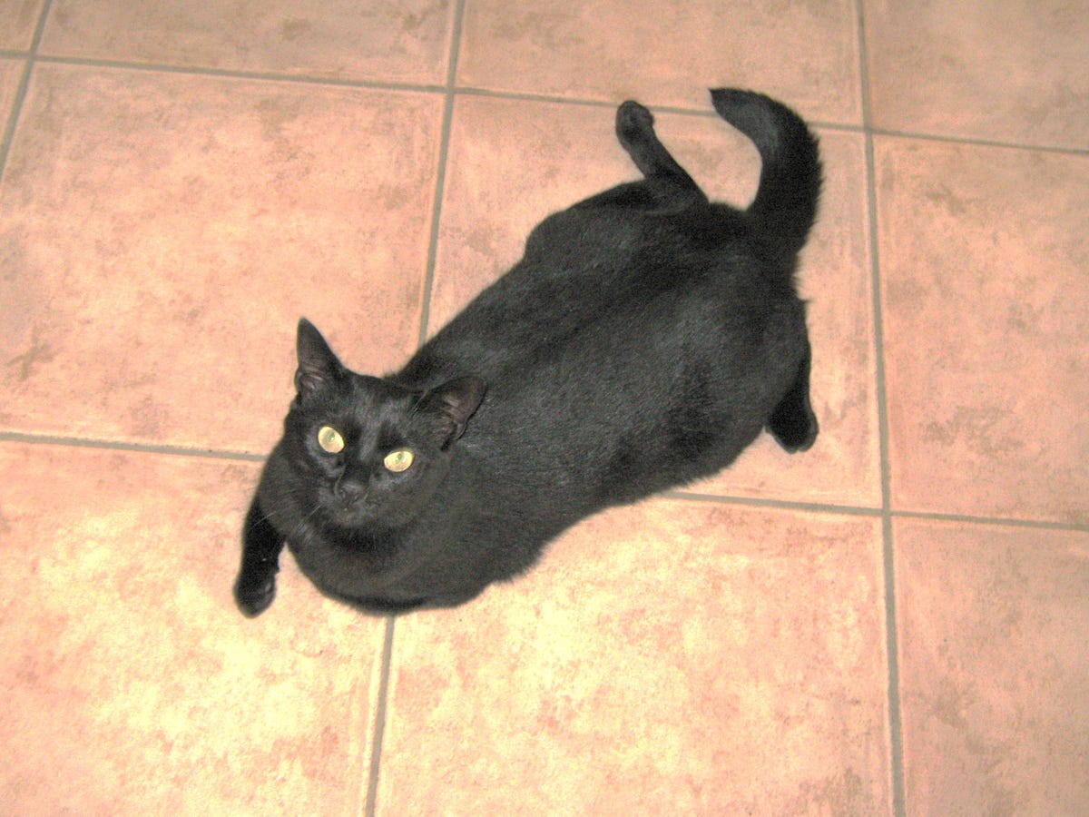 Millie, our cat, demonstrates how not to be defined by disability. | by ...