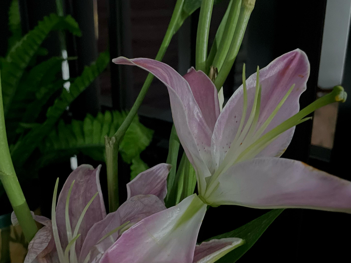 My first ever lily | by jey | Apr, 2025 | Medium