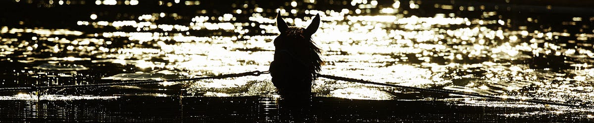 Muskoka Farm Horse Spelling Paddocks | by Muskoka Farm | Medium