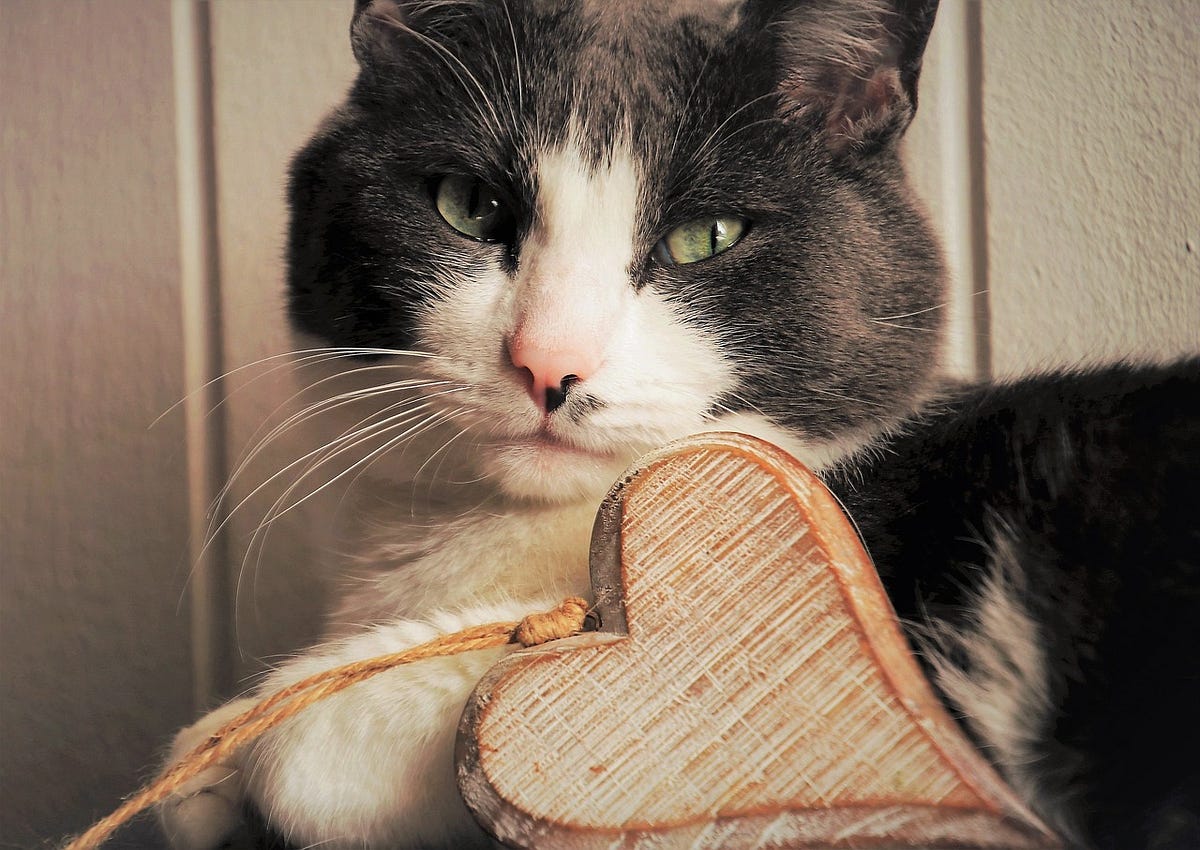 Fur-ever Love: Celebrating Valentine’s Day with Your Beloved Pet | by ...