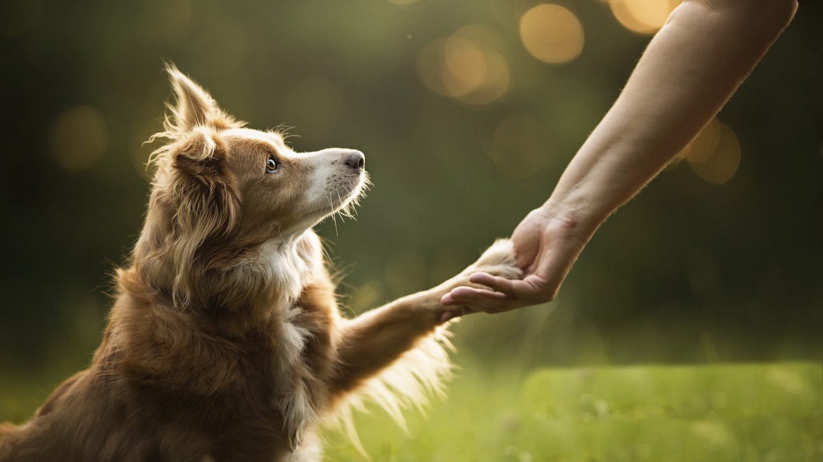 Why we Humans love and are attached to Animals and Pets | by Yusuf ...
