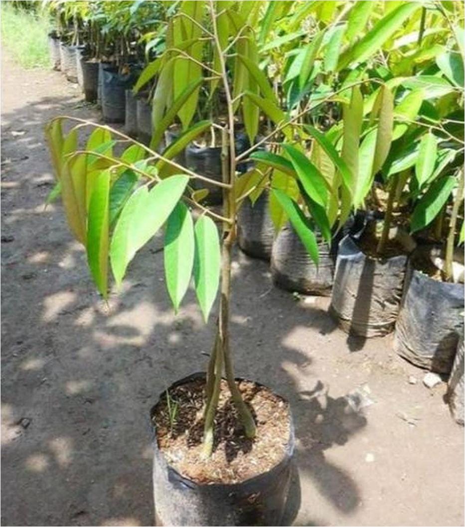 Bibit Durian Duri Hitam Kaki 3 Okulasi Kualitas Unggul Magelang Terlengkap | by faresta bibit ...