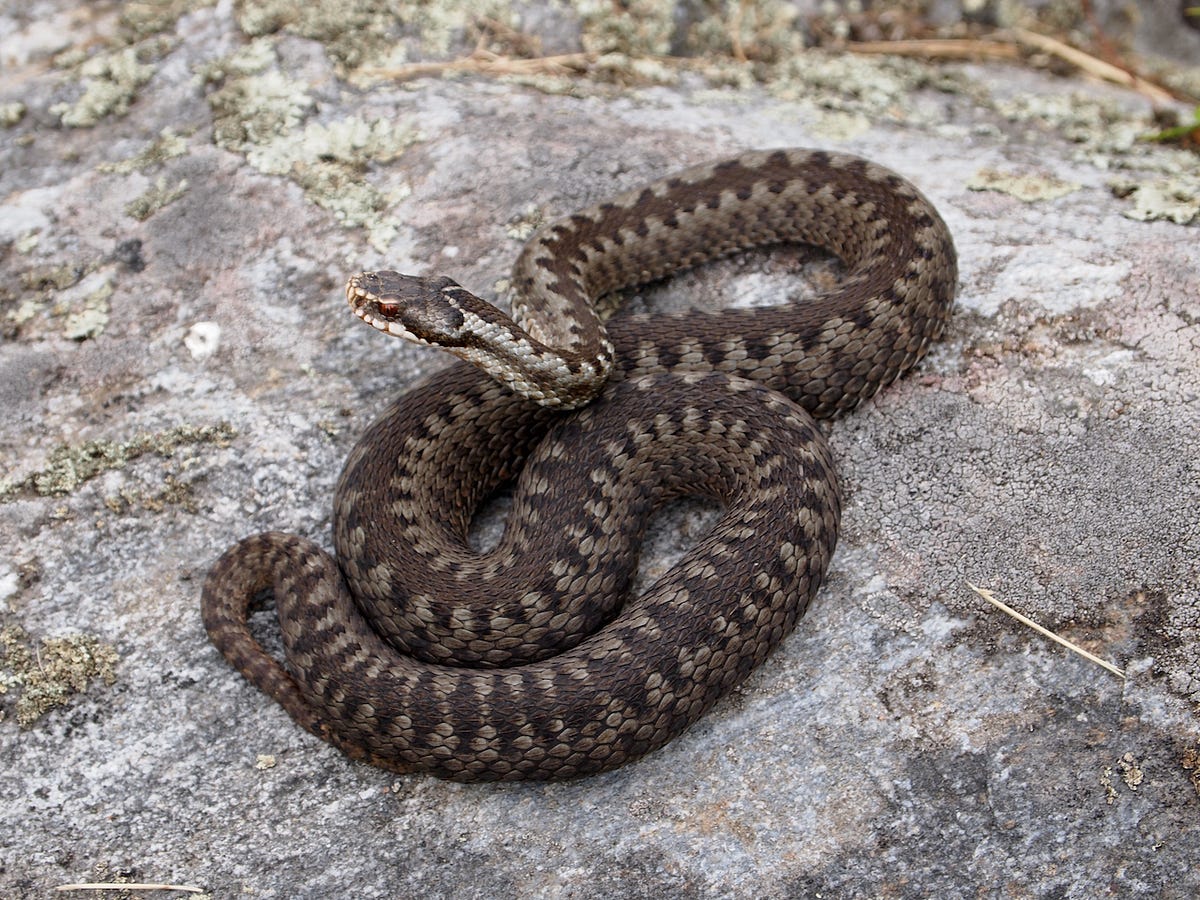 Learning to love snakes. What is it about snakes? I try hard to… | by ...